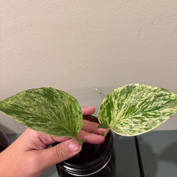 Neon Pothos Indoor Plant in a Nursery Pot - Easy Care Low Light Indoor ...