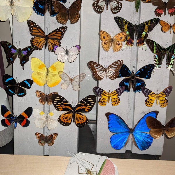 Pyrops Candelariareal Lanternfly for Insect Art Project Unmounted ...