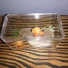 Miniature Hermit Crab Terrarium No Fuss Desk Pet for Kid or Adult OOAK ...