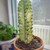 Notocactus Scopa Cv. Inermis Cristatus Rare Cactus Graft Cactus Rare ...