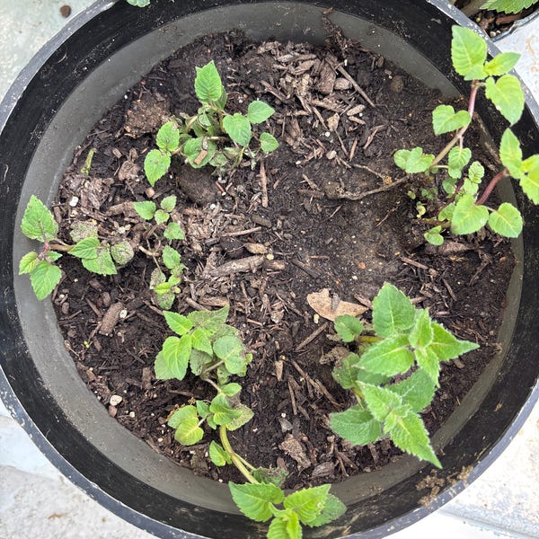 2 Alcea Queeny Purple Hollyhock Live Perennial Plant. Grows to 4 Feet ...