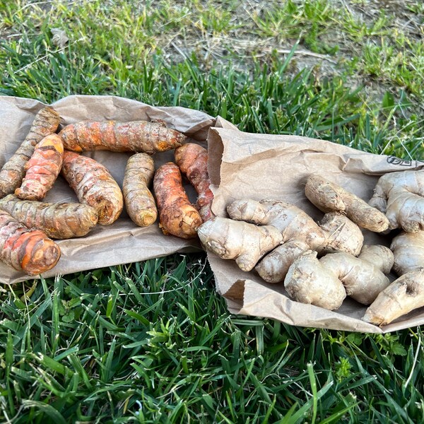 7 Lucky Bamboo 4 Inches Each, Gift, Feng Shui, Perennial Indoor, Just ...