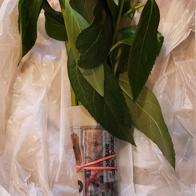 Forsythia 'spectabilis' 15 Fresh Cuttings yellow Bells & Propagation ...