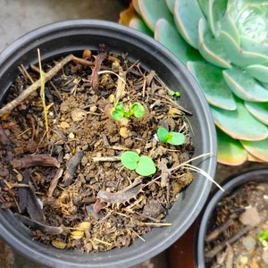 Celosia Flower Seeds Bullfighter Flower Seeds - Etsy