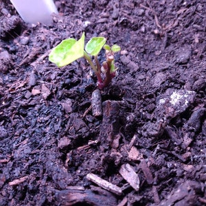 Neoregelia Sheba Bromeliad Offset for Shade or SUN | Etsy