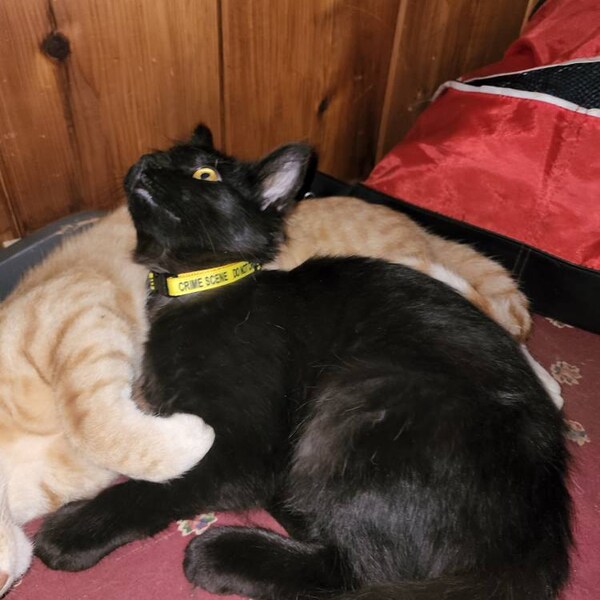 Crime Scene Halloween Breakaway Cat Collar - Etsy