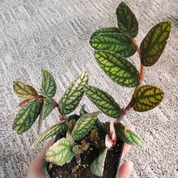 Trailing Watermelon Begonia (pellionia Pulchra, Potted Plant, Ships ...