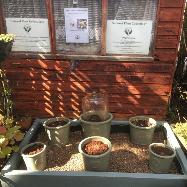 Asparagus Live Plants in 7cm Pots Ready to Plant Out! (connovers ...