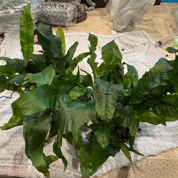 Java Fern 'lionfish' (microsorum Pteropus) on Nutripad - Rare Live ...