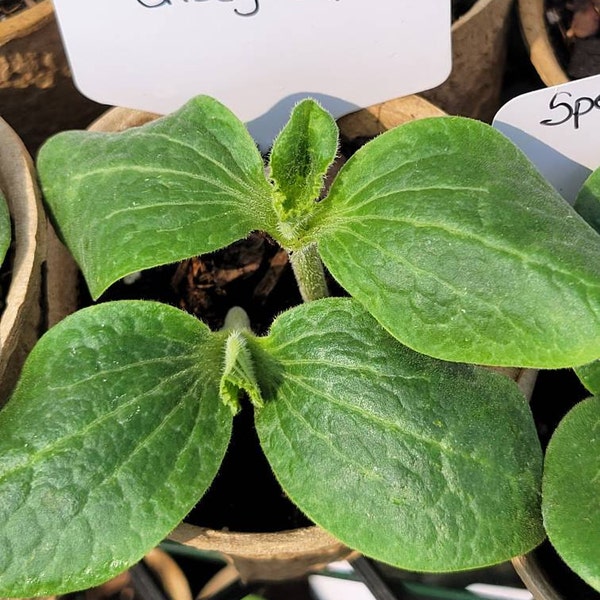 Grizzly Bear (F1 Hybrid/c.spp.) Seeds: Tan Pumpkin, Buff Pumpkin, Bumpy ...