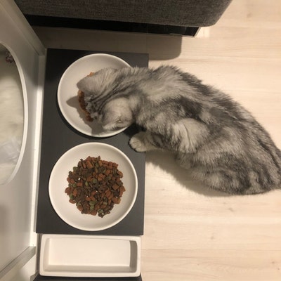 Feeding Bar cat Diner Hard Fiber Wooden Frame in a Dark Look for Cats ...