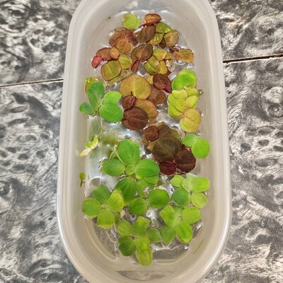 Combo 5 Dwarf Water Lettuce 5 Red Root Floaters Live Floating Aquatic ...