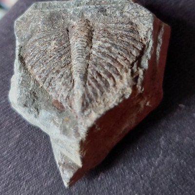 Trilobite Fossil Ancient Fossil Fossil Conch Collector Fossil ...