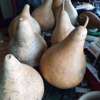15 Quality Mini Pear Gourds Cleaned and Dried - Etsy