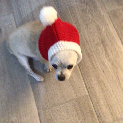 Red Christmas Knitted Hat / Beanie for Cat or Dog, Small and Large ...