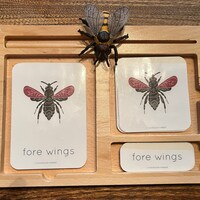 DESERT ANIMALS Flash Cards | Vocabulary Builder | Montessori Inspired ...