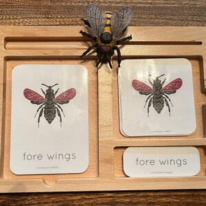 LANDFORMS Flash Cards Montessori Inspired Cards Social Studies ...