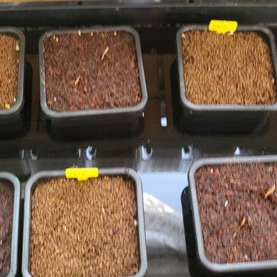 Protea Mundii white Protea, Forest Sugarbush / 5 Seeds - Etsy Canada