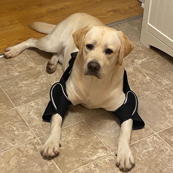 Adjustable K-9 Elbow Callus Pressure Sores Reflective Dog Elbow ...