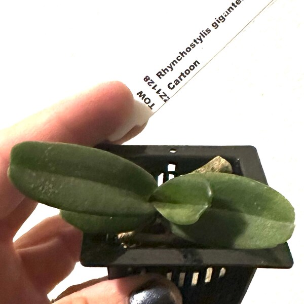 Cycd Taiwan Golden Orange Bloom Stage Currently Dormant ...... 50 ...