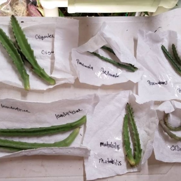 Hildewintera Colademononis Monkey Tail Cactus Seeds Super Furry Hybrid ...