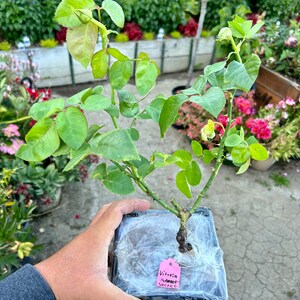 Rare New Rose. Red Juicy Terrazza. 红果汁flower Machine. Continue Blooming ...