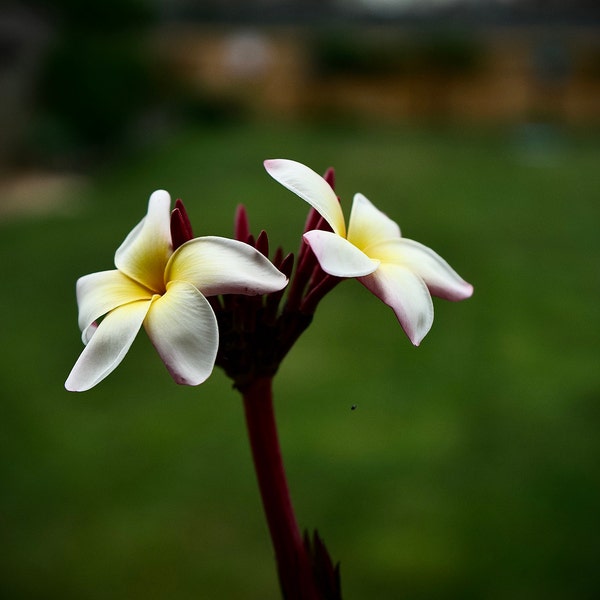 Rare Exotic Fragrant Frangipani Gennis Plumeria Unrooted Cutting Gift ...