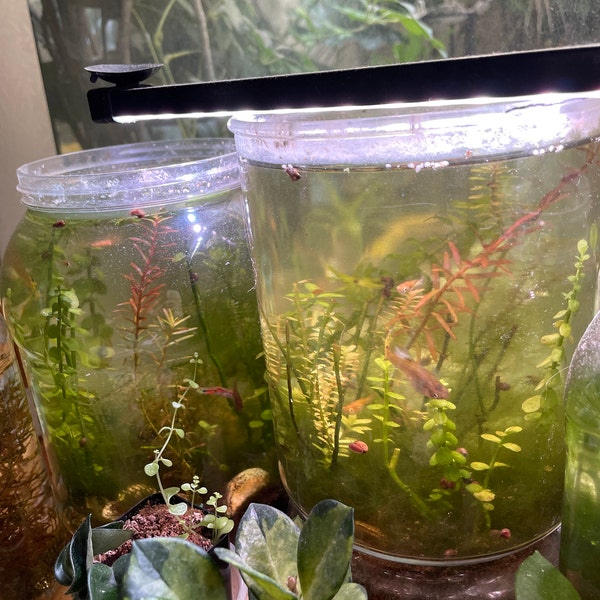 Tank One, Various Live Aquarium/aquatic/background/midground/foreground ...