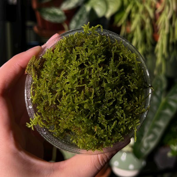 American Tree Moss - Etsy
