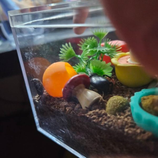 Pink Princess Philodendron Ledge for 0.5oz Deli Cup | Crested Gecko ...