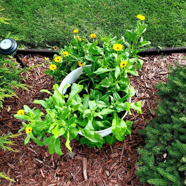 Calendula Officinalis, Fancy Mix Heirloom Seeds, Flower Seeds - Etsy