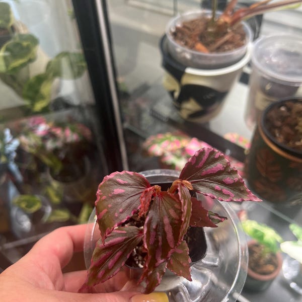 PROPAGATE TO ORDER Begonia Metallicolor rare - Etsy