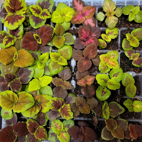 Coleus (seeds) Vomov Master Blend, Vibrant Ornamental Plant, Rare Seeds ...