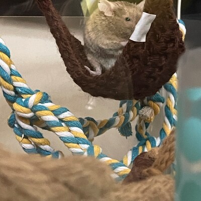Mouse Hanging Hammock for Small Animals Cage Hammock for Multiple Mice ...
