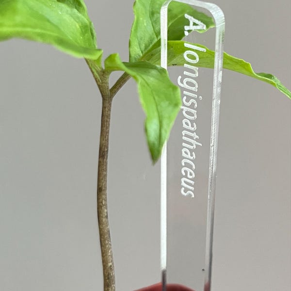 Plant Tag Clear Personalized, Rare Plant Stake, Custom Engraved ...