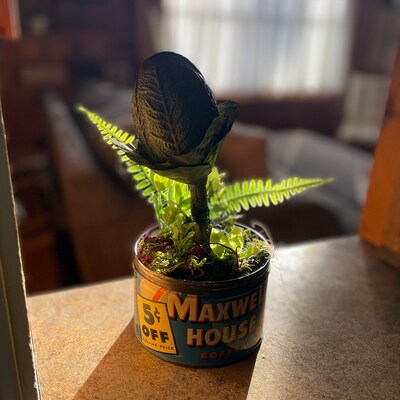 Massive Life Size Audrey 2 Replica Movie Prop Little Shop of Horrors ...