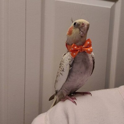 Parrot Bird Bowtie for Parakeet Conure Forpus Budgie Parrotlet ...