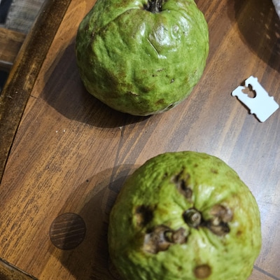 Golden Hami Melon Heirloom Seeds - Etsy