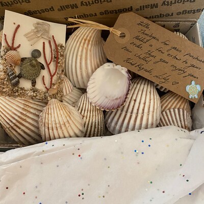 Giant Yellow Pacific Cardium Cockle Shells 4 1/4 - Etsy