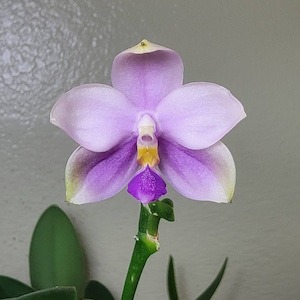 Cymbidium Ensifolium qing Shan Yu Quan green Mountain Jade - Etsy