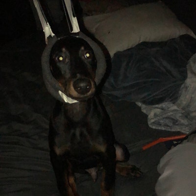 Doberman Ear Posting Brace - Etsy