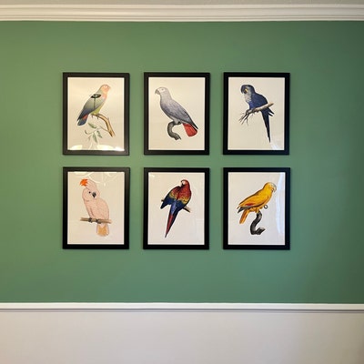 Parrot Art Prints Set of 6 Bird Wall Art Tropical Wall Art Vintage Wall ...