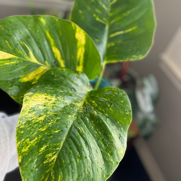 Giant Hawaiian Pothos shipped From Hawaii - Etsy
