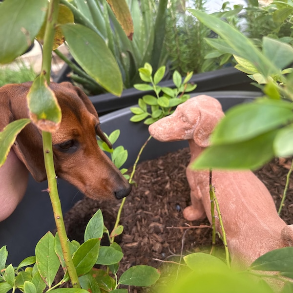 Piggy Bank Caterina, Wedding Money Pot, Adult Breakable Bank, Money Pot ...