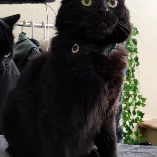Princess Cat Collar,rhinestone Cat Collar,black Green Velvet Tiny Dog ...