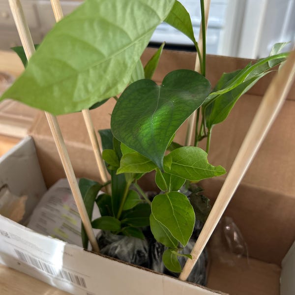 Athens Blue Princess Glory Bush Plant~~tibouchina Urvilleana~small ...