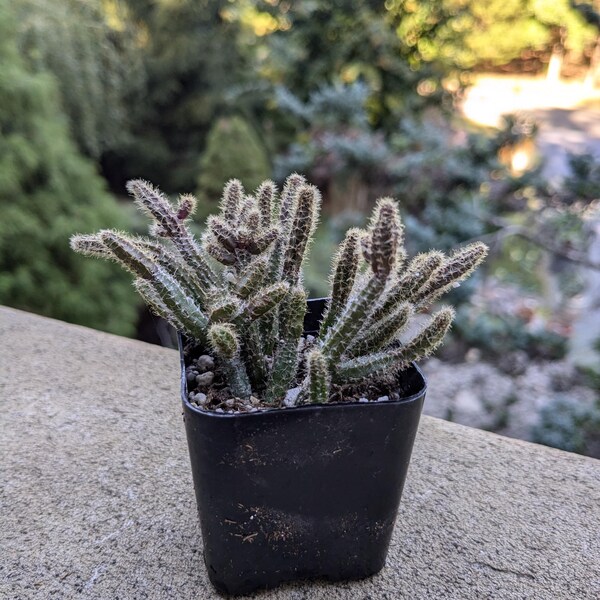 Rhipsalis Baccifera Subs. Horrida - Mouse Tail Cactus - 2" Inch Pot - Etsy