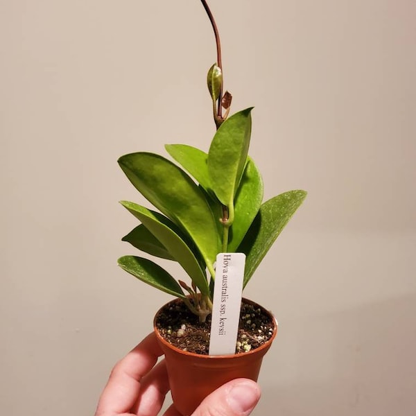 Hoya Australis Ssp. Keysii Easy to Grow Hoya, Rooted Plant Shipped in 2 ...
