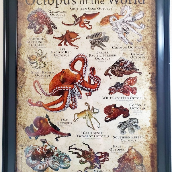 Octopus of the World Poster Print - SIGNED BY ARTIST! - Etsy