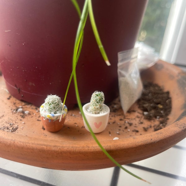 Copa Plant Propagation Vessel / Handmade Ceramic and Glass//plant ...